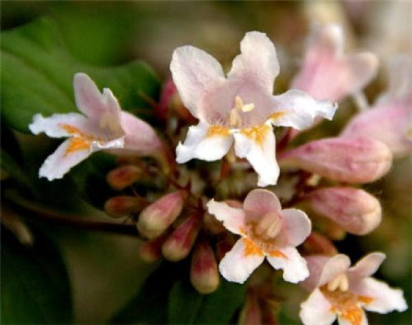 How to trim Hedgehog - The Plant Aide