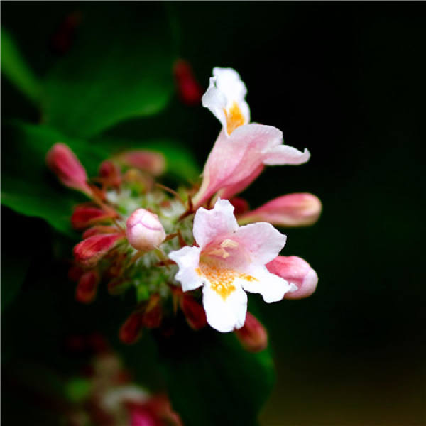 How to trim Hedgehog - The Plant Aide