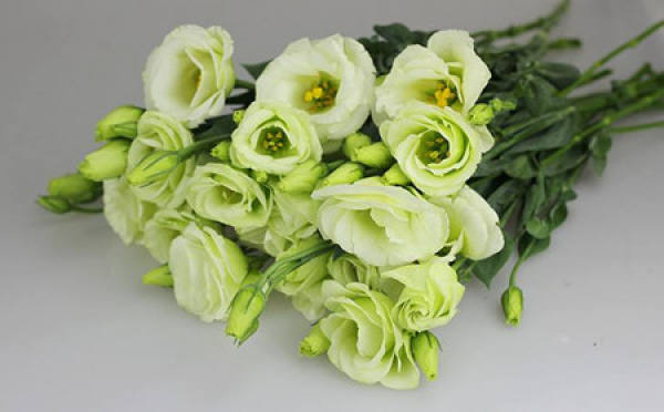How to water Eustoma - The Plant Aide