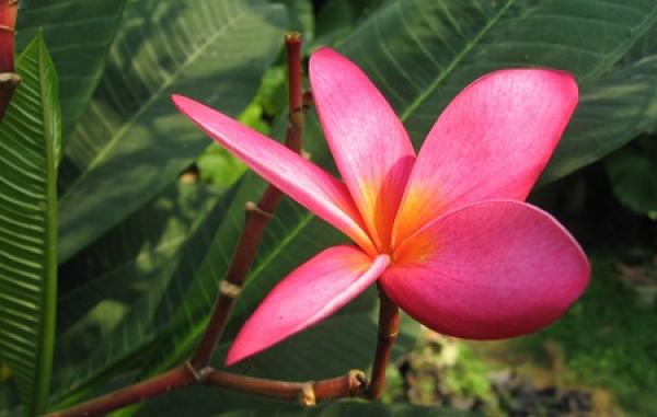 The effect and function of red Frangipani - The Plant Aide