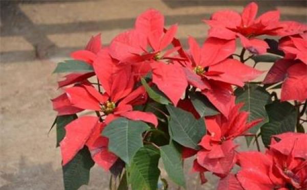 how-to-make-poinsettia-bloom-on-new-year-s-day-the-plant-aide