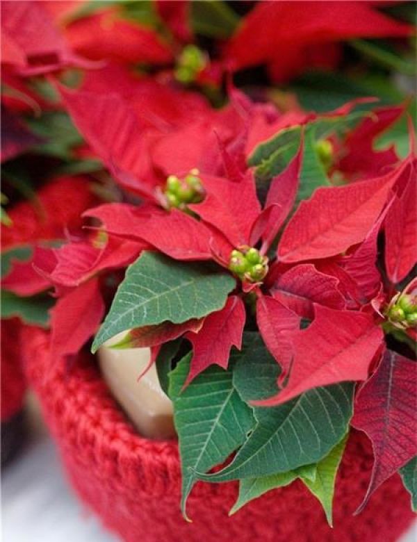 how-to-make-poinsettia-bloom-on-new-year-s-day-the-plant-aide