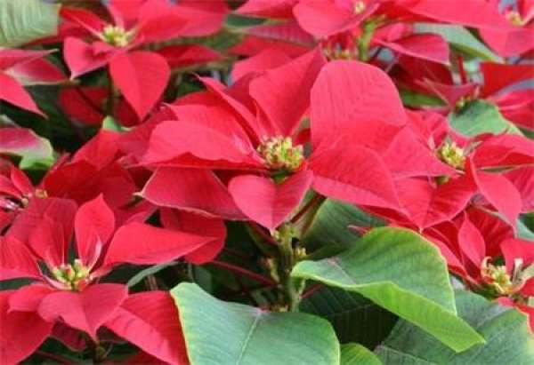 how-to-make-poinsettia-bloom-on-new-year-s-day-the-plant-aide