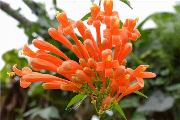 How to make firecracker blossom at Christmas - The Plant Aide