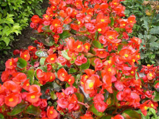 How to prune Begonia? It's important to choose the right time! - The ...