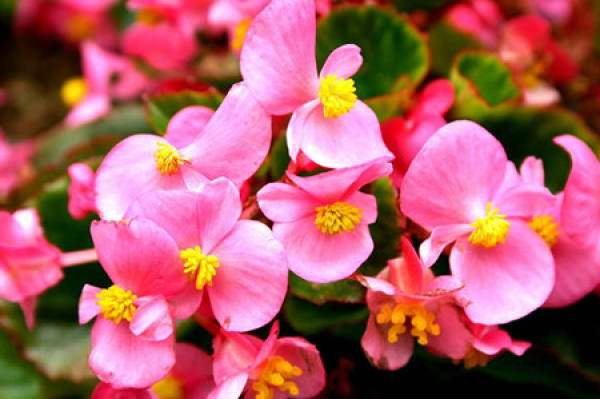 How to prune Begonia? It's important to choose the right time! - The ...