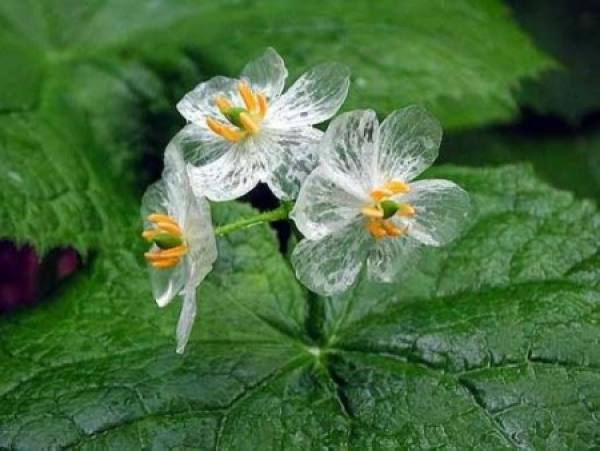 Is lotus leaf poisonous - The Plant Aide