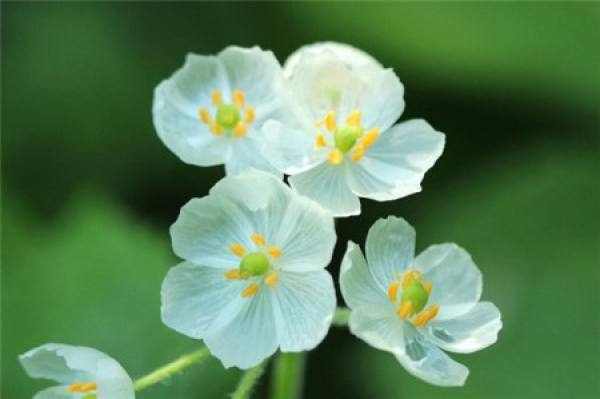 Is lotus leaf poisonous - The Plant Aide