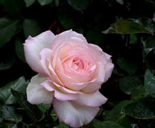 How to breed rose roses - The Plant Aide