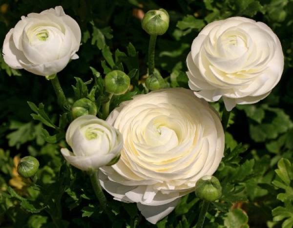 How to plant buttercups - The Plant Aide