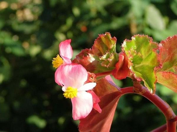 How to prune Begonia - The Plant Aide