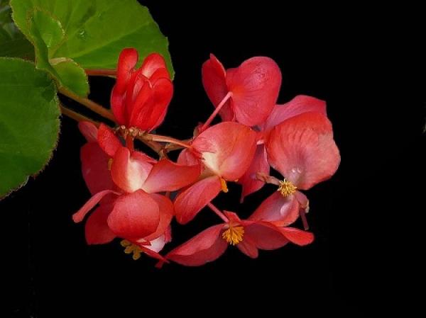 How to prune Begonia - The Plant Aide