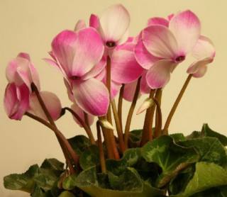 Flower language and meaning of Cyclamen - The Plant Aide