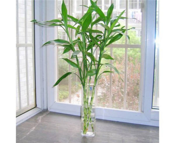 Effect and function of rich and precious bamboo - The Plant Aide