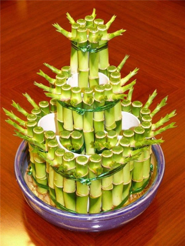 Effect and function of rich and precious bamboo - The Plant Aide