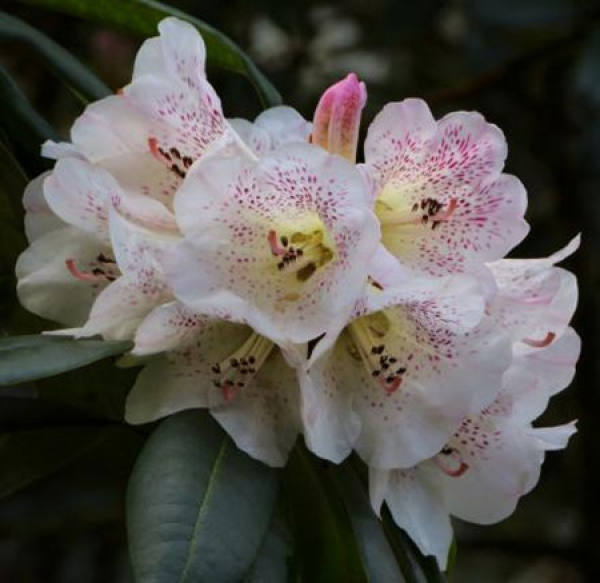 Water and fertilizer management and flowering control of Rhododendron ...