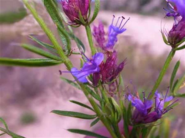 The effect and function of Verbena - The Plant Aide
