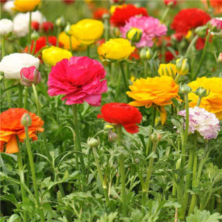 How to plant Buttercup seeds - The Plant Aide