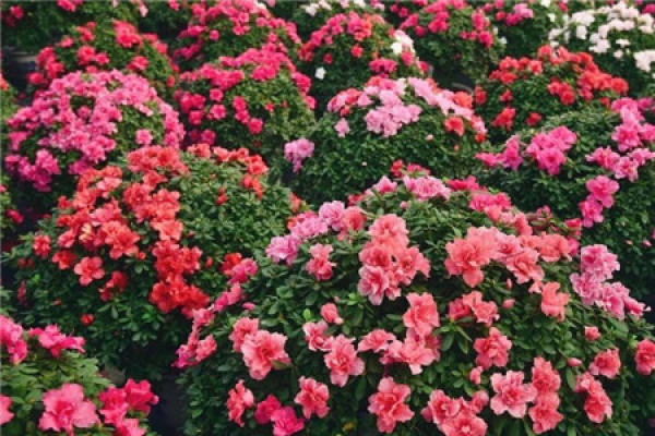 How to plant Rhododendron seeds - The Plant Aide