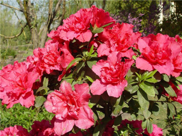 How to plant Rhododendron seeds - The Plant Aide