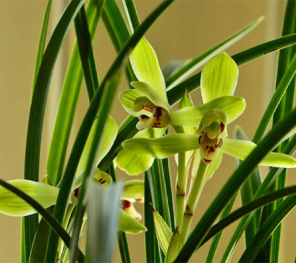 How to make Chunlan bloom on New Year's Day - The Plant Aide