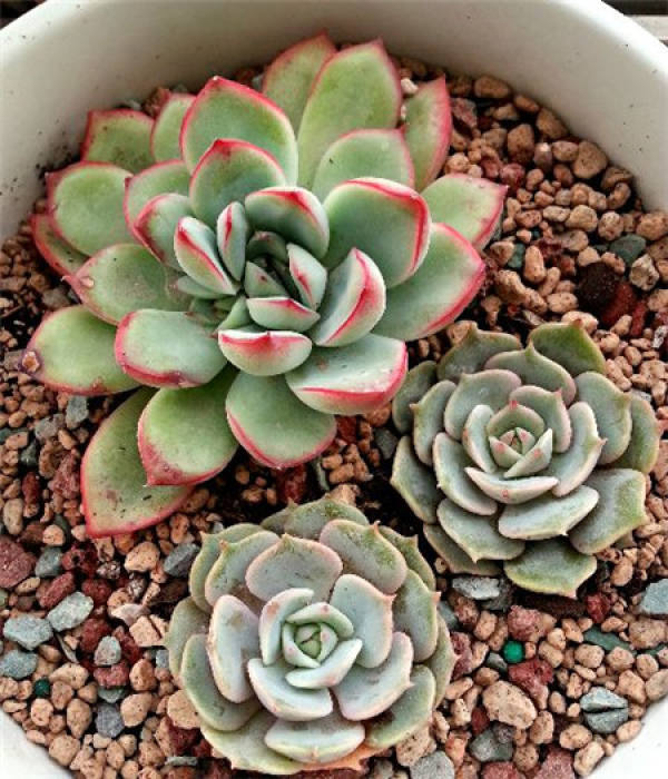 How to breed Luna lotus - The Plant Aide