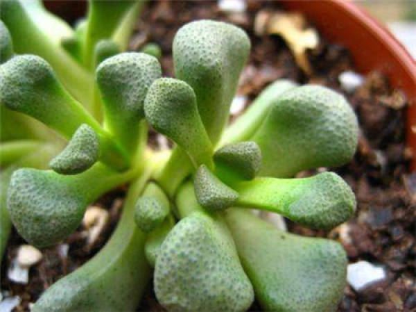 How to plant Tangfan seeds - The Plant Aide