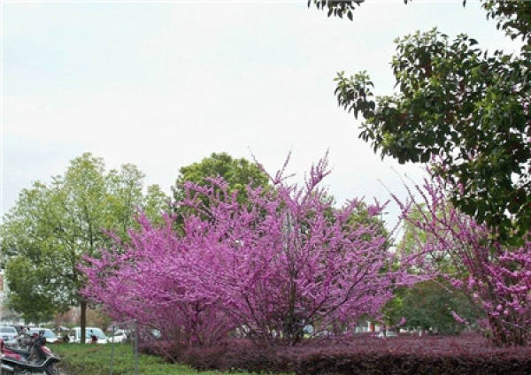 How to plant Bauhinia seed - The Plant Aide