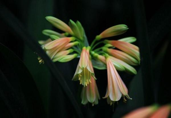 Control of diseases and insect pests of Clivia verticillata - The Plant ...