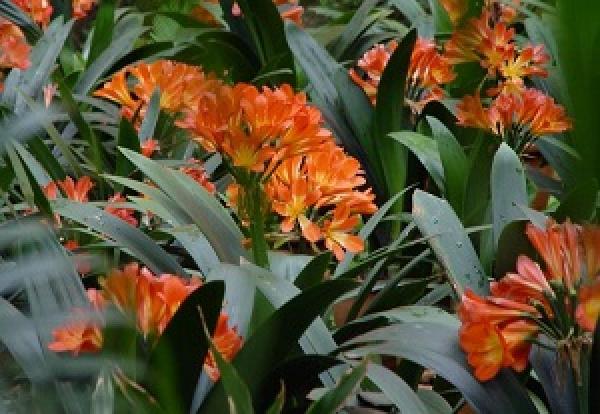 Control of diseases and insect pests of Clivia verticillata - The Plant ...