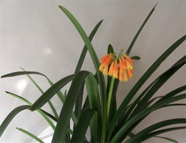 Control of diseases and insect pests of Clivia verticillata - The Plant ...