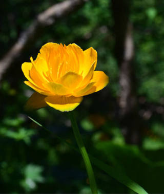 How to plant the seeds of Trollius - The Plant Aide