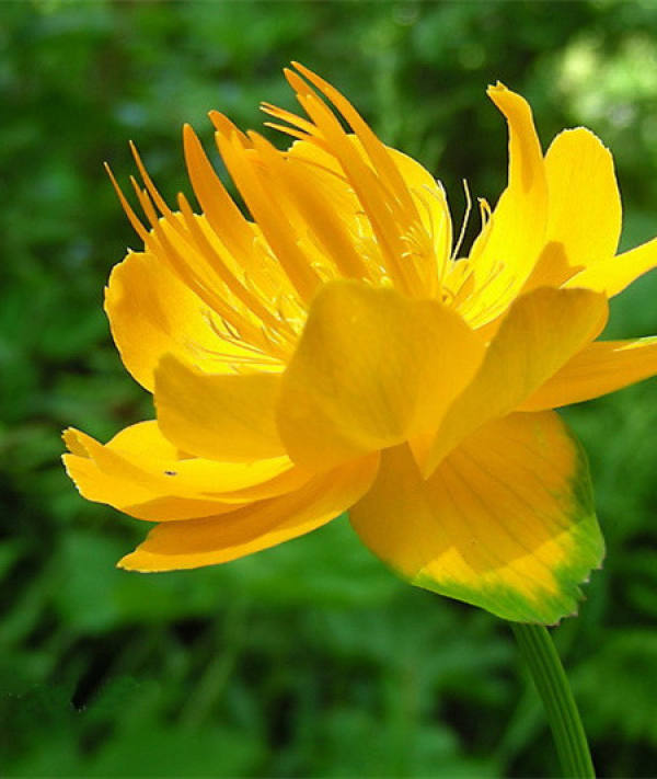 How to plant the seeds of Trollius - The Plant Aide
