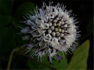 Effect and function of Dipsacus asper - The Plant Aide