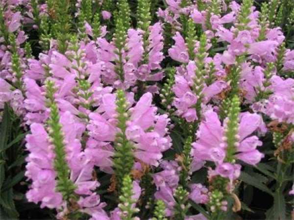 Flower language of random grass - The Plant Aide