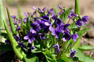 How to plant the seed of Viola yedoensis - The Plant Aide