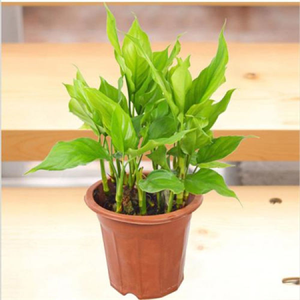 How to plant Guangdong Rohdea japonica seeds - The Plant Aide