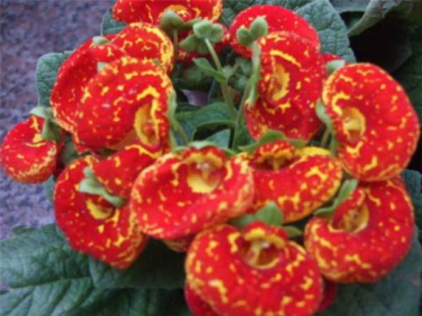 How to breed the lotus - The Plant Aide