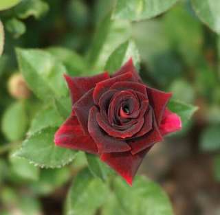 How to grow Louis XIV rose - The Plant Aide