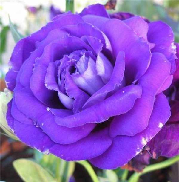 How to grow Louis XIV rose - The Plant Aide