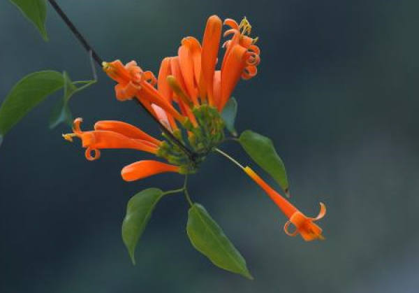 Are firecrackers poisonous - The Plant Aide