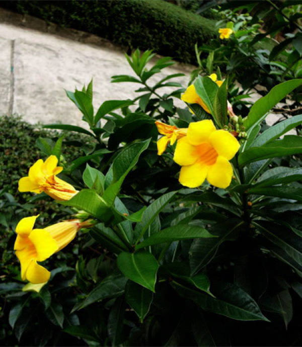 Planting method of yellow cicada - The Plant Aide