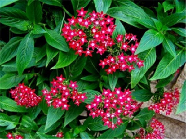 Propagation methods of five star flower - The Plant Aide