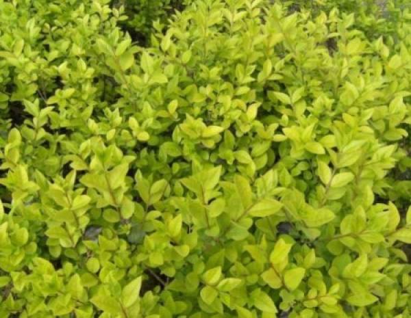 How to plant privet seeds - The Plant Aide