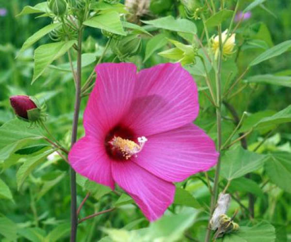 Effect and function of Hibiscus Flower - The Plant Aide