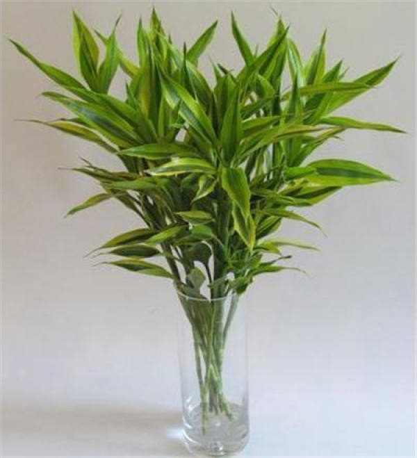 How to deal with the frostbite of Fugui bamboo - The Plant Aide