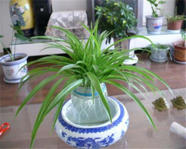 How to grow the Chlorophytum in Hydroponics - The Plant Aide
