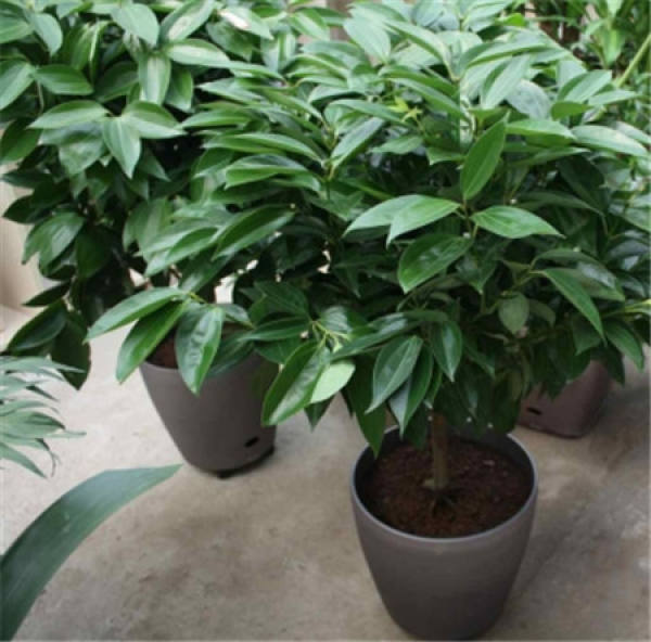 How often does Ping An tree water - The Plant Aide