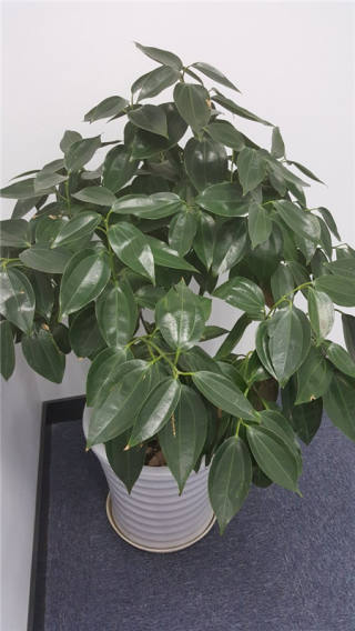 Propagation methods of Ping An tree - The Plant Aide