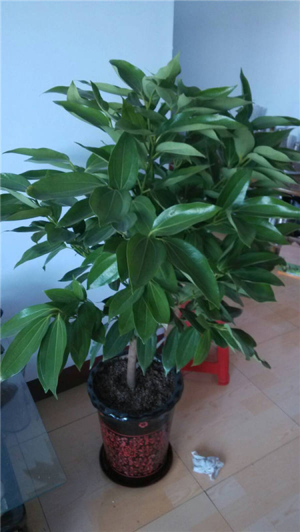 Propagation methods of Ping An tree - The Plant Aide